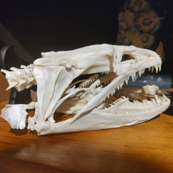 Real Moray Eel Skull 10cm Decor Taxidermy Fish Skeleton Oddity ...