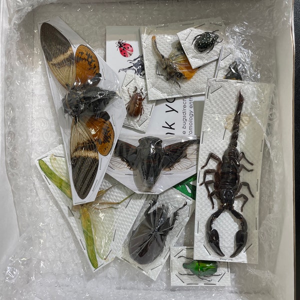 Mixed Pack of Insect Specimens | Assorted Unmounted Invertebrates ...