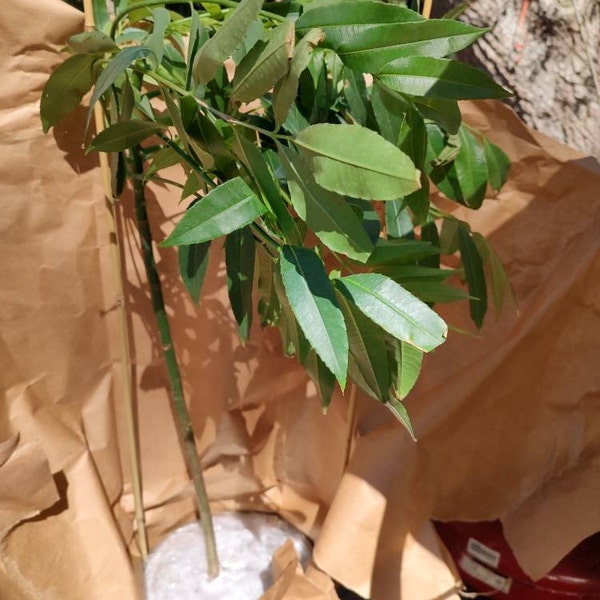 June Plum Dwarf, Ambarella Fruits, Jewel Plums in 10" Pot, Kedondong ...