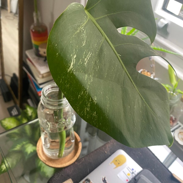 Variegated Monstera Wet Stick -this Wet Stick Selected Randomly From ...