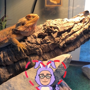 Bearded Dragon With Easter Basket and Bunny Ears 3x4 Tank Decor Easter ...