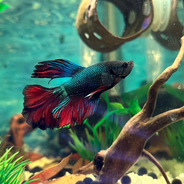 10 Stems Pearlweed hemianthus Micranthemoides Thriving Aquatic Plants ...