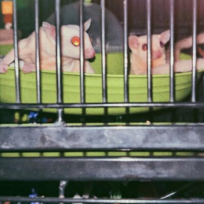 Sugar Glider Small Animal Foraging Pulley Toy-one per Price Alien Toy ...