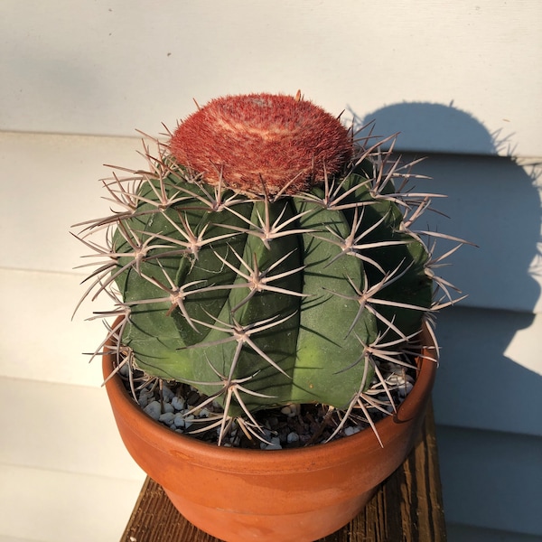 Melocactus Curvispinus Live Rooted Cactus From Seed Grown - Turk's Cap ...