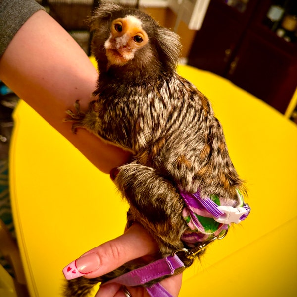 CAPUCHIN DIAPER SET in Dinosaurs - Etsy