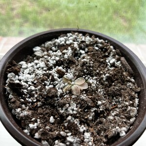 Natural Forest Mulch/humus organic Additive for Soils and - Etsy