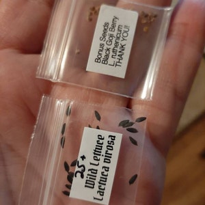 Applemint Seeds mentha Suaveolens Apple Mint Woolly Mint - Etsy