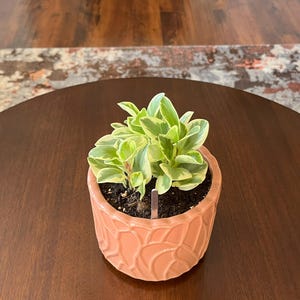 Just Like Grandma's Sewing Kit! Everything You Need to Sew in A Butter ...