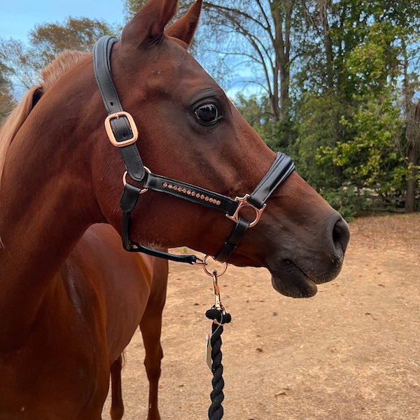 Leather Halter Rose Gold, Black Head Collar Horse, Show Halter Rose ...