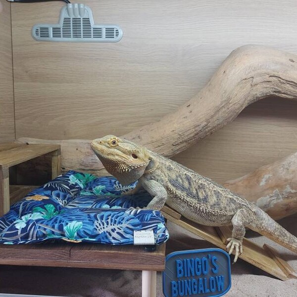 Natural Wooden Reptile Tunnel Hide. Vivarium & Terrarium Decorations ...