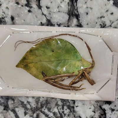 Saturn Atlas Moth Frame Specimen Entomology Taxidermy Curiosities ...