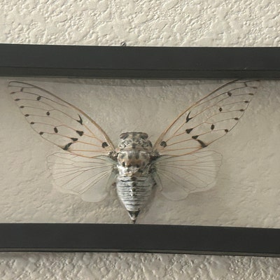 Penthicodes Farinosa Peleng, Real Lanternfly, Fulgoridae , Floating ...