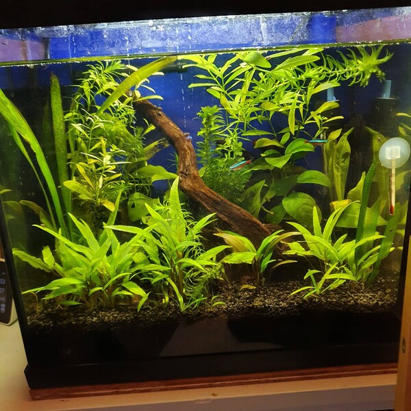 Easy Live Aquarium Plant Pack Aquatic Tropical Fish Moss Crypt Rotala ...