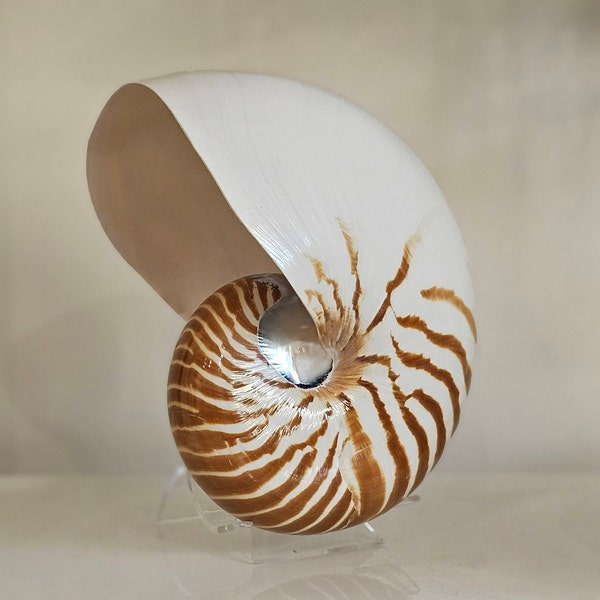 6.8”(17cm) Nautilus Pearl Polished Shell, Giant Seashell, Large Conch ...