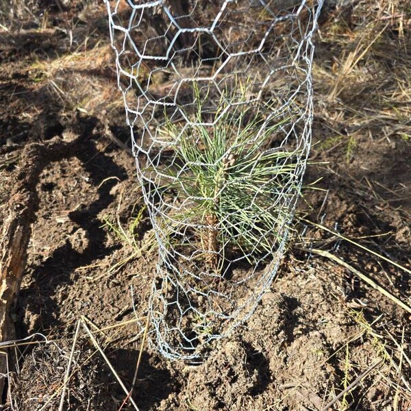 Incense Cedar Live Tree Seedling - Western Native Evergreen Great for ...