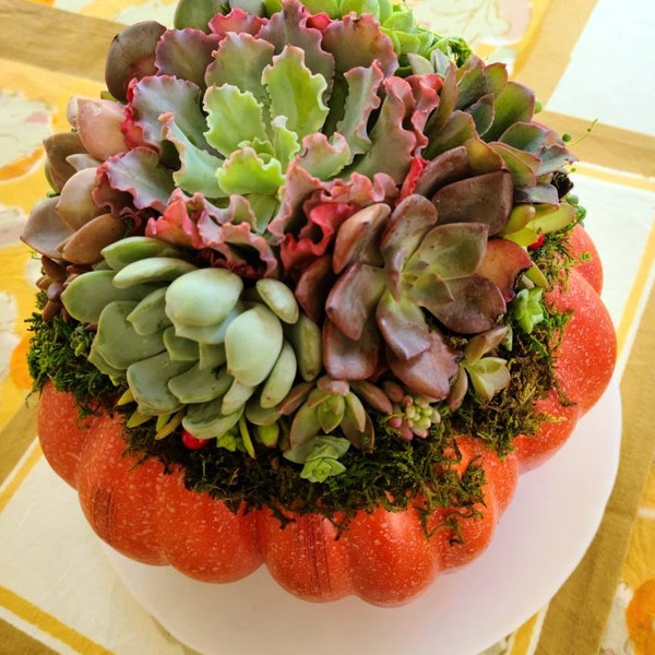 Succulent Pumpkin Decor, Fall Thanksgiving Centerpiece (9”-11”) - Etsy