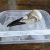 Crow Skull Real Natural Corvus Carone Raven Corvid Taxidermy Gothic ...