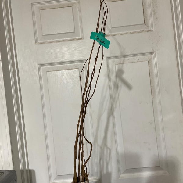 LAVENDER Seeds, 100 Seeds, Lavandula Angustifolia, True Lavender ...