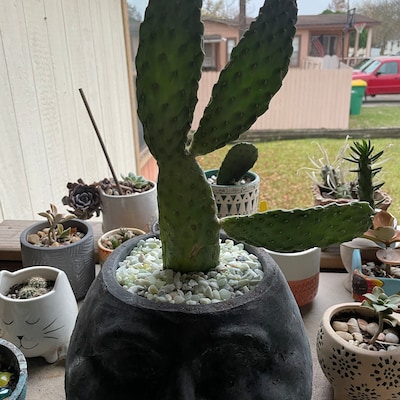 Road Kill Cactus, Opuntia Rubescens, Consolea Rubescens, Live Plant ...