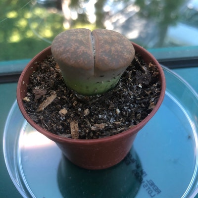 Peperomia Fagerlindii - Etsy