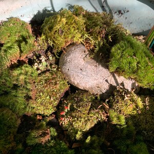 2 Pack Pixie Cup Live Lichen Moss for Terrariums Fairy Gardens - Etsy