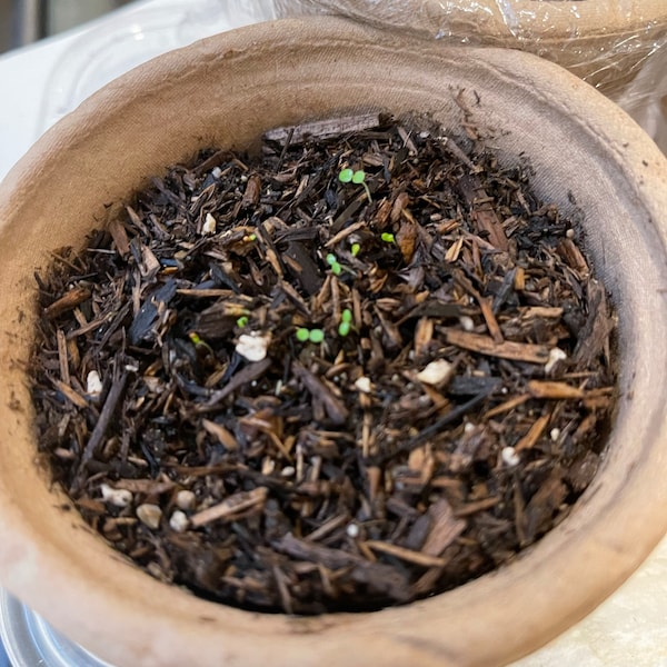 From Japan VERY RARE: 'hararasp' raspberry Tree Raspberries Growing on ...