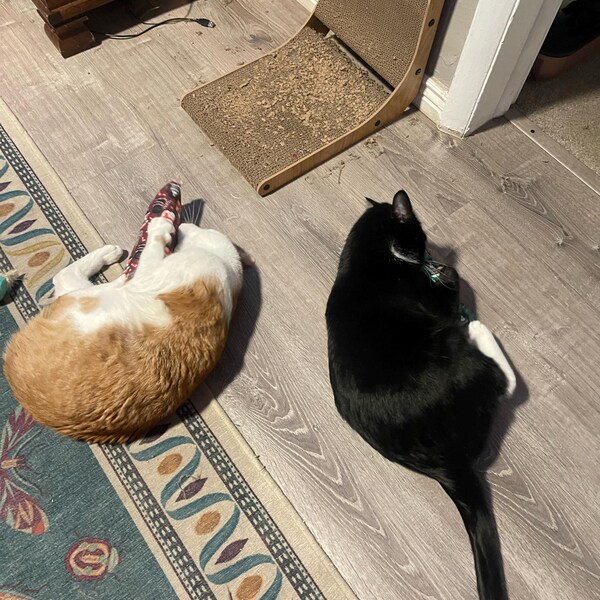 Tabico Calico Tabby Cat Vinyl Sticker for Water Bottle and Laptop, Cute ...