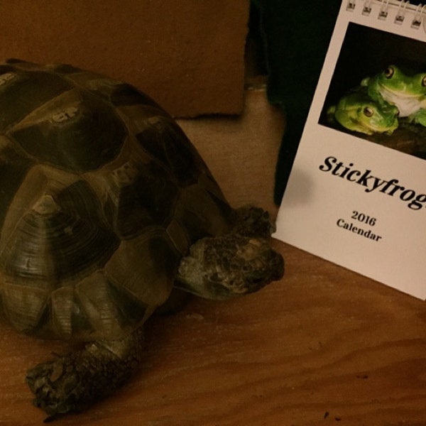 Stickyfrogs Smiling Gumby Kiss Cut Vinyl Frog Sticker 4" - Etsy