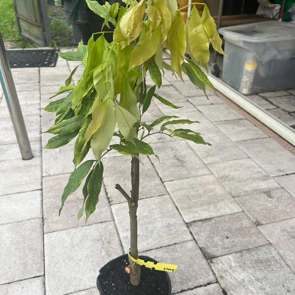 Grafted Kishu Mandarin Tree in Half Gallon Pot, Tangerine - Etsy