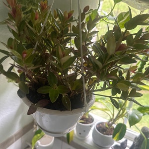 Calico Kitten 2.5 Inch Crassula Marginalis Rubra Variegata Live ...