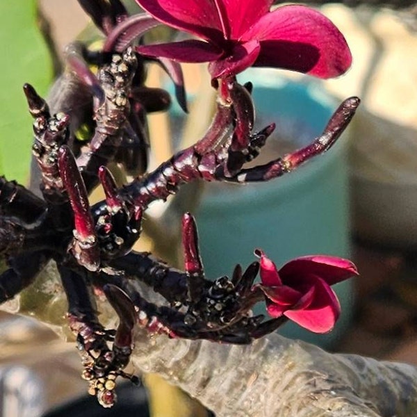 BEST SELLER Hawaii Plumeria Rare Coral Pink 4 Cuttings 1-2 Tip in 10-12 ...