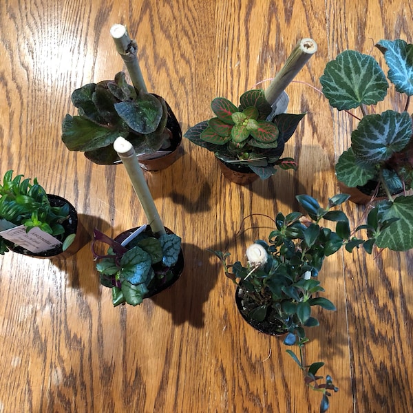 Foliage Gift Box, Box of 6 - Etsy