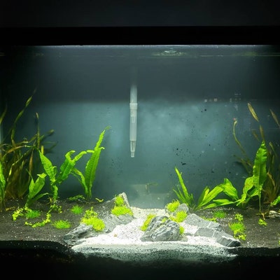 BUY 2 GET 1 FREE Corkscrew Val vallisneria Contortionisteasy Live ...