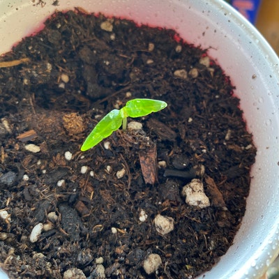 Rare Candy Cane Chocolate Cherry Sweet Bell Pepper Seeds, Variegated ...