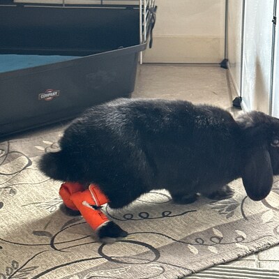 Size: Jumbo Rabbit Hock Socks 2-way Straps - Etsy