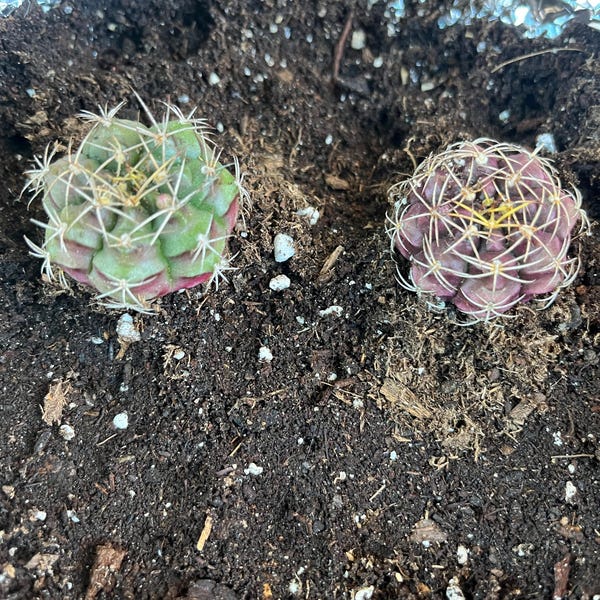 Sedeveria Lilac Mist - Etsy