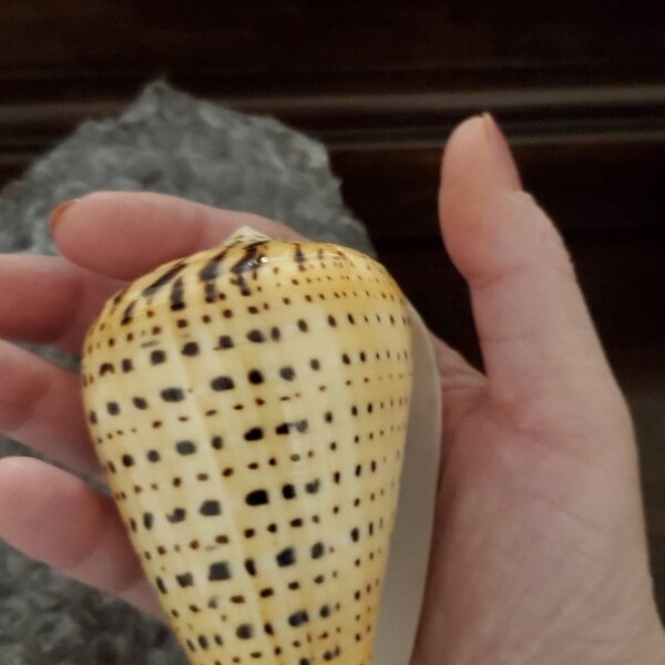 Orange Cone Snail Shell (1) - Conus Vitulinus Seashell - Specimen ...
