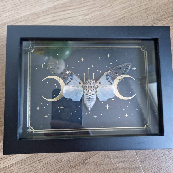 Real Framed Ghost Cicada Ayutha Spectabilis Shadow Box Frame Insect ...