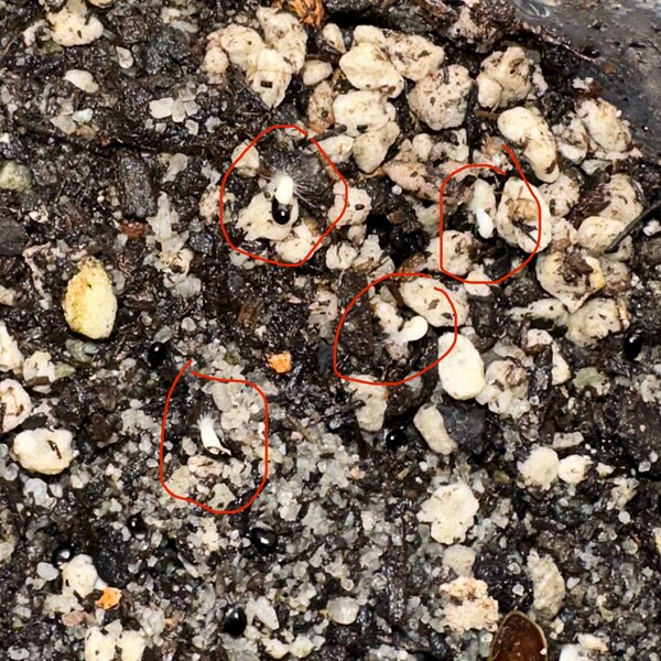 Dioscorea Elephantipes - 5 Seeds - Etsy