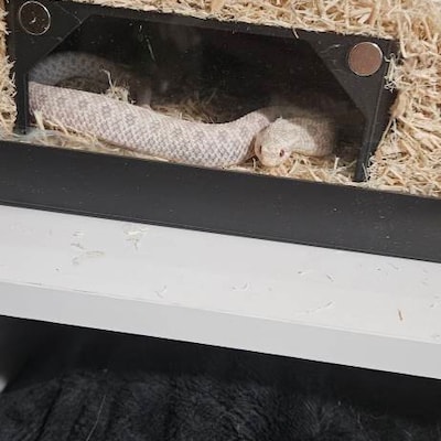 XL Hoggy Hide. Burrow Hide. Snake Hide for Western Hognose, Colubrids ...