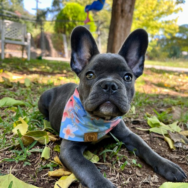 Periwinkle Dog Bandana, Blue Floral Dog Bandanas, Summer Dog Bandana ...