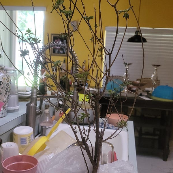Mini Pumpkin Tree on a Stick / Ornamental Eggplant/ NON GMO Seeds - Etsy