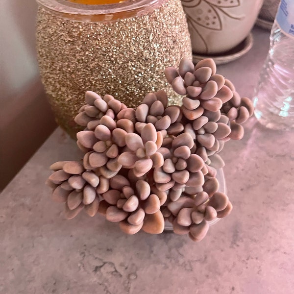 Rare Succulent - Graptopetalum Ellen - Etsy