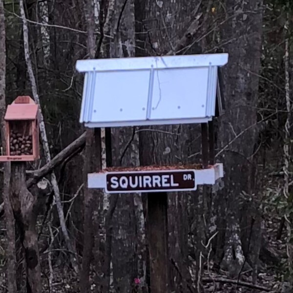 Squirrel, Squirrel Gift, Squirrel Sign, Squirrel Decor, Squirrel Lover ...