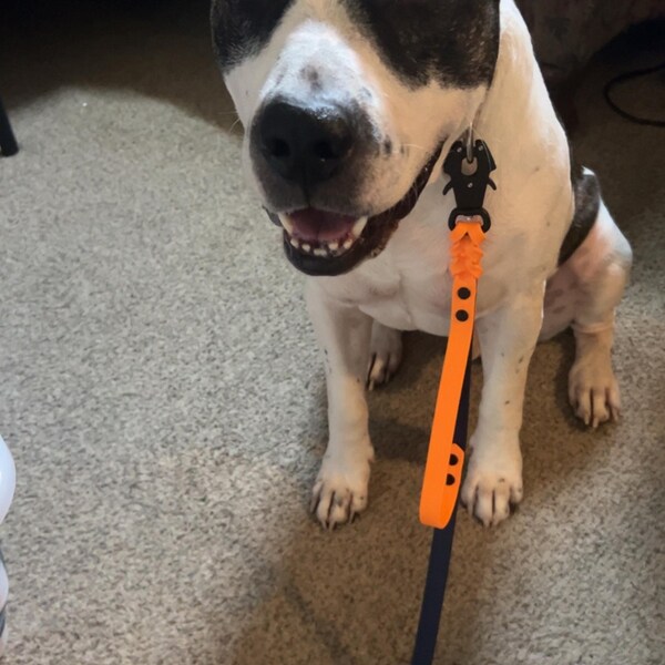 Trailblazer Customizable Braided Biothane® Dog Leash, Dog Lead ...