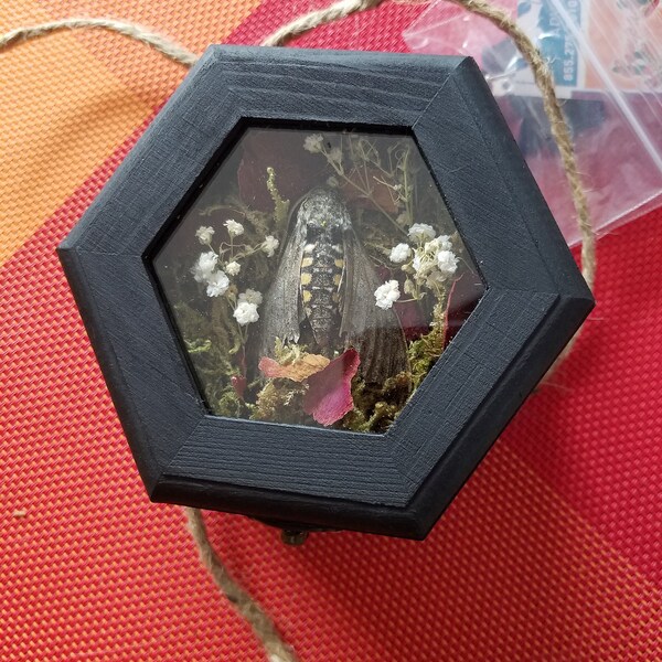 Sable Moth Acrylic Pin, Pins, Acrylic Pin, Moth Pin, Insect Pin ...