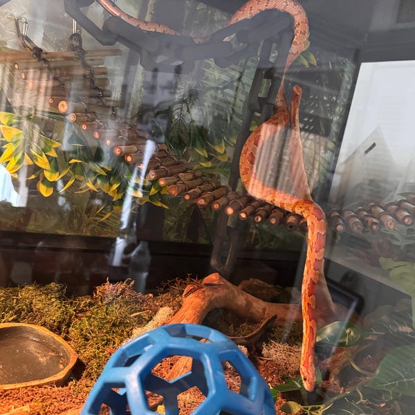 Reptile Climbing Chain/reptile Tank Enrichment/snake Climber/lizard ...