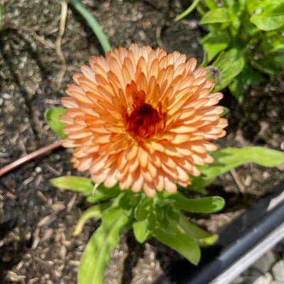 20 ZEOLIGHTS CALENDULA Officinalis MARIGOLD Flower Seeds Zeolight Coral ...