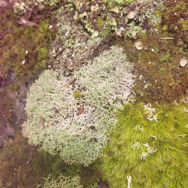 Natural Lichen Branches: Colorful Lichen Varieties and Assorted Sizes ...