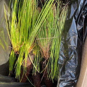 20 Loblolly Pine Tree Seedling Plugs Fast Growing Easy Planting - Etsy